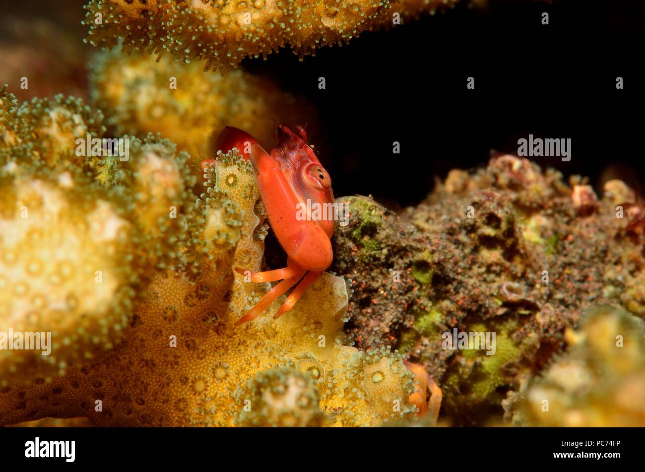 Echte krabbe hi-res stock photography and images - Alamy