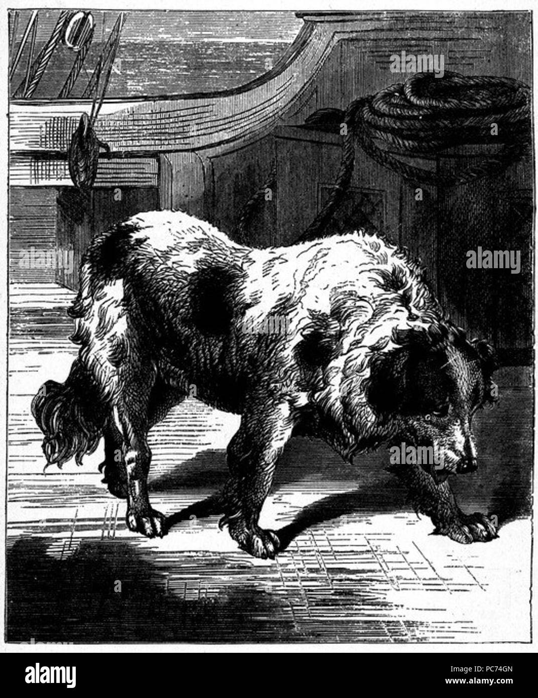 Ships Dog High Resolution Stock Photography and Images - Alamy