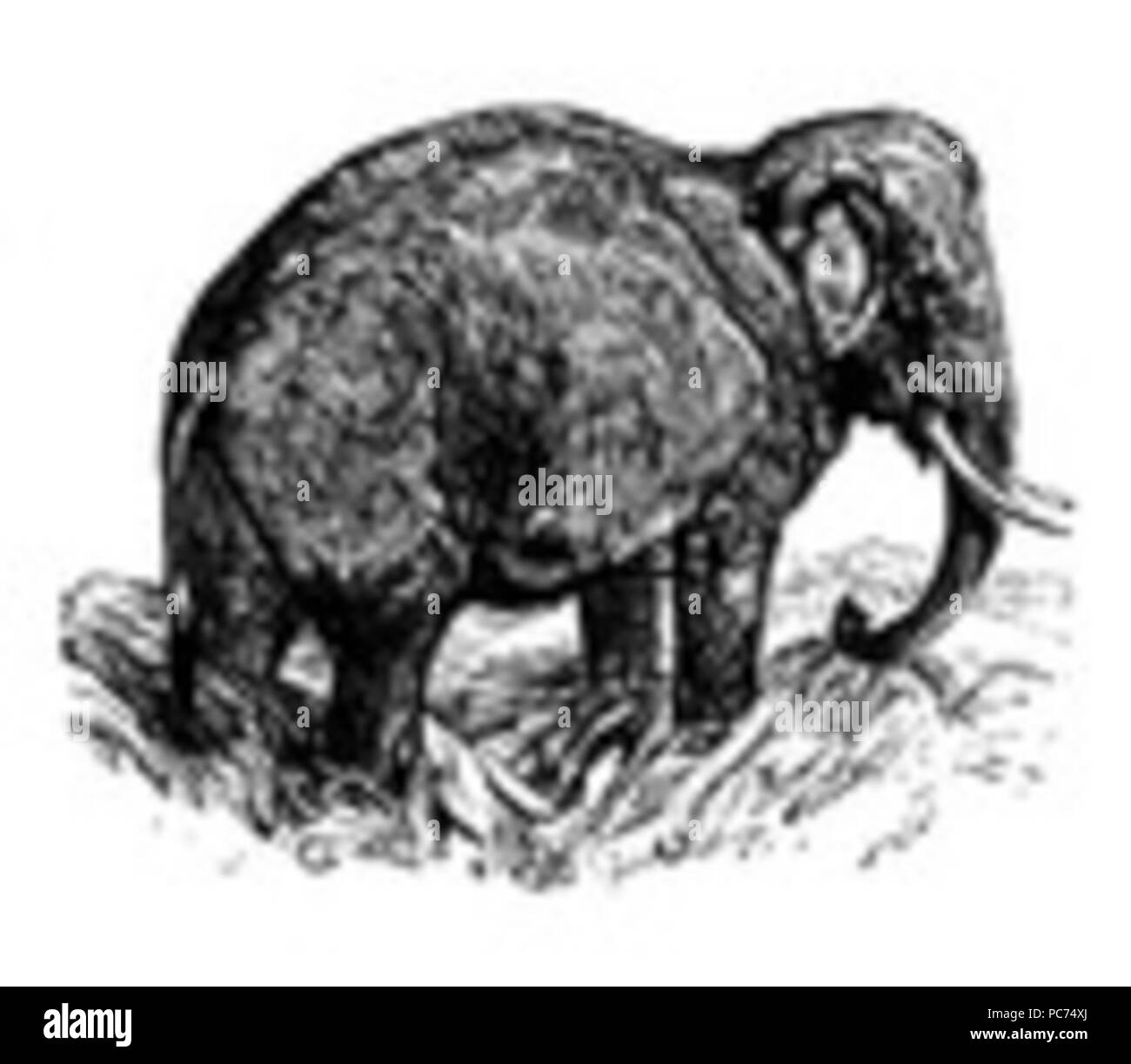 Animal picture Black and White Stock Photos & Images - Alamy