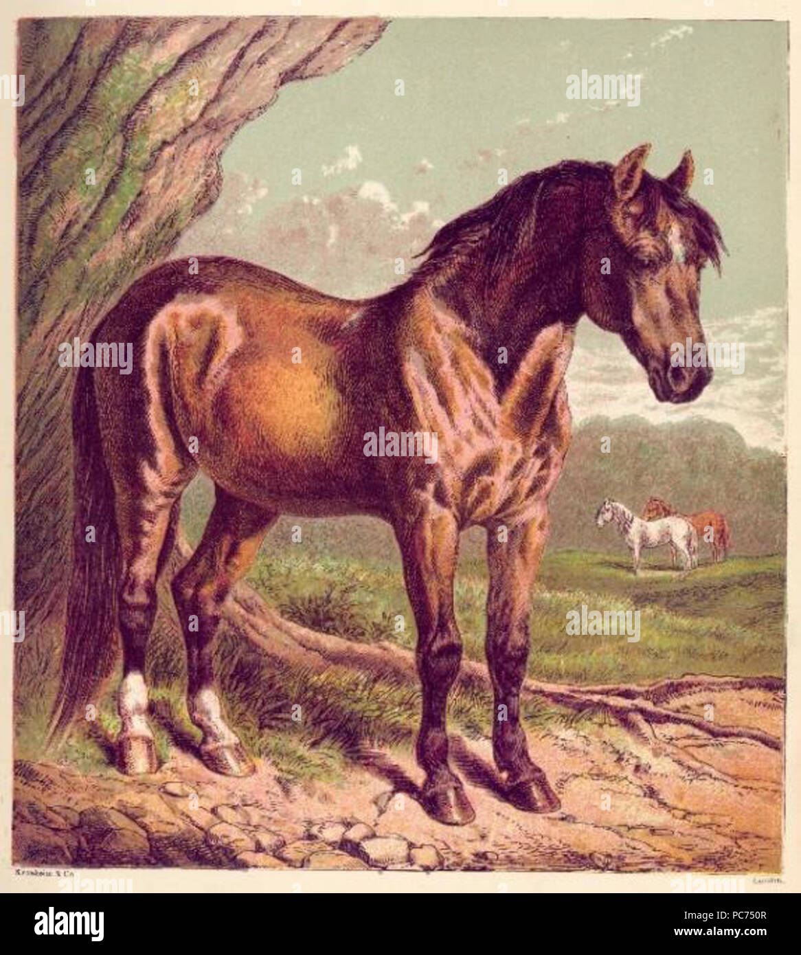 Stallion depiction hi-res stock photography and images - Alamy