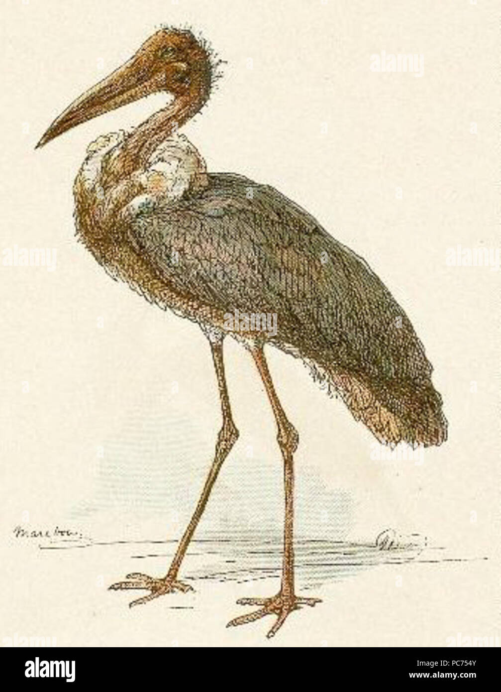 Stork drawing hi-res stock photography and images - Alamy