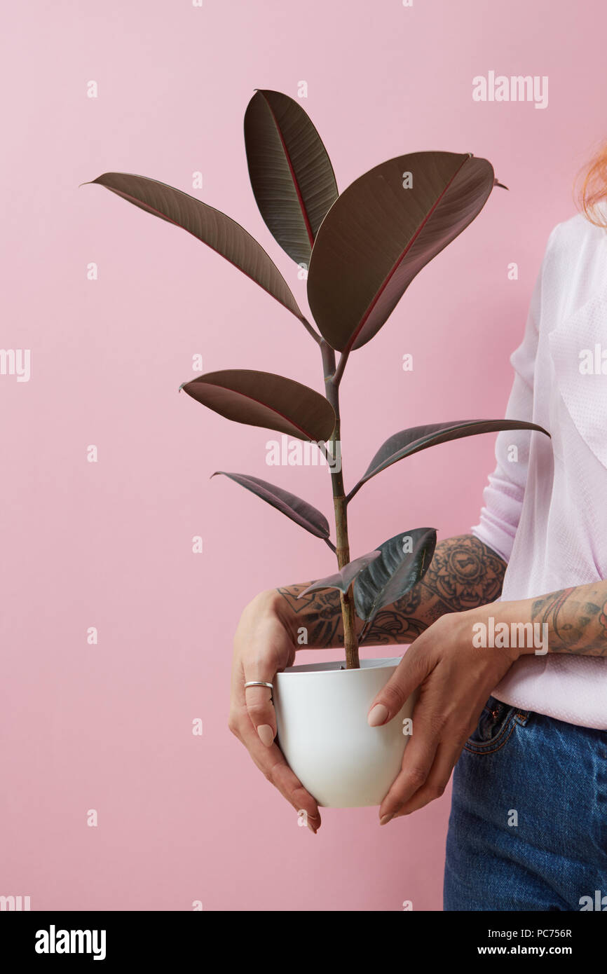 potted plant,rubber tree Stock Photo - Alamy