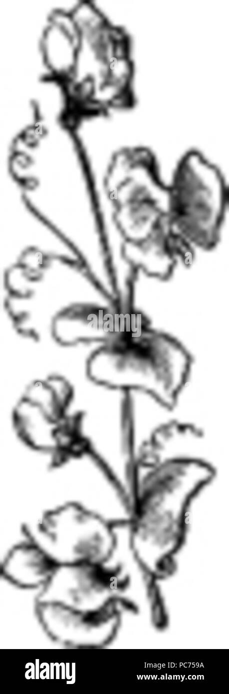 Delicate botanical drawing of Black and White Stock Photos & Images - Alamy