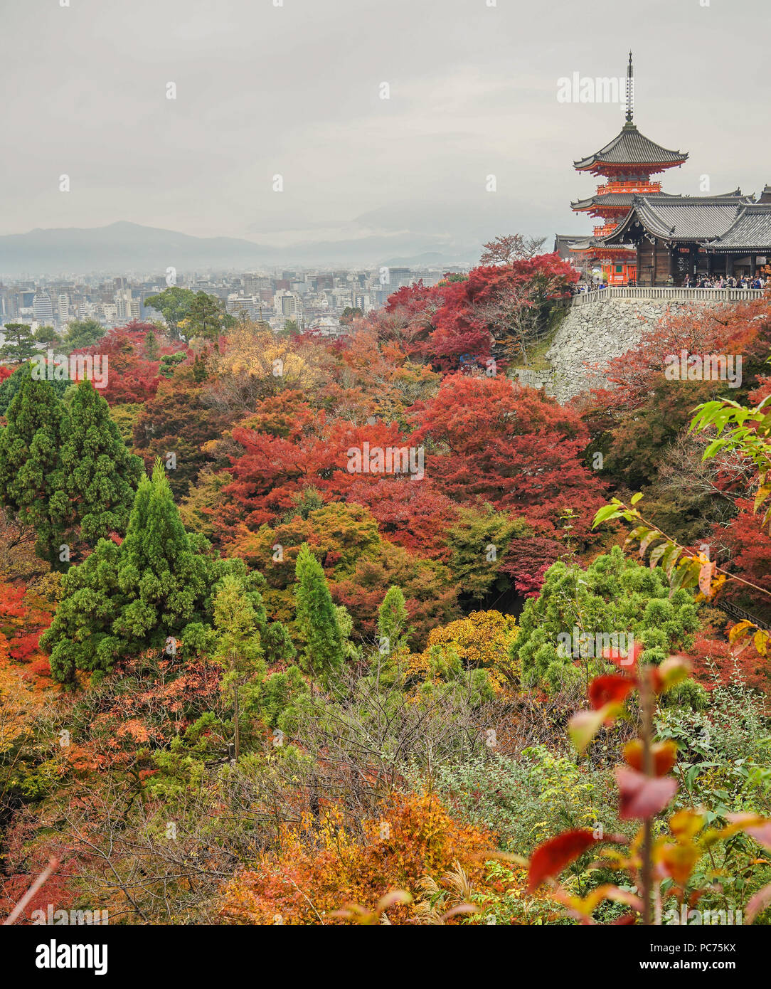 Autumn trees at ancient garden of Kiyomizu-dera Temple in Kyoto, Japan ...