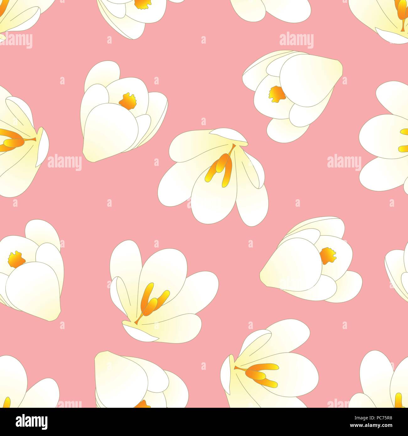 White Crocus Flower on Light Pink Background. Vector Illustration Stock ...