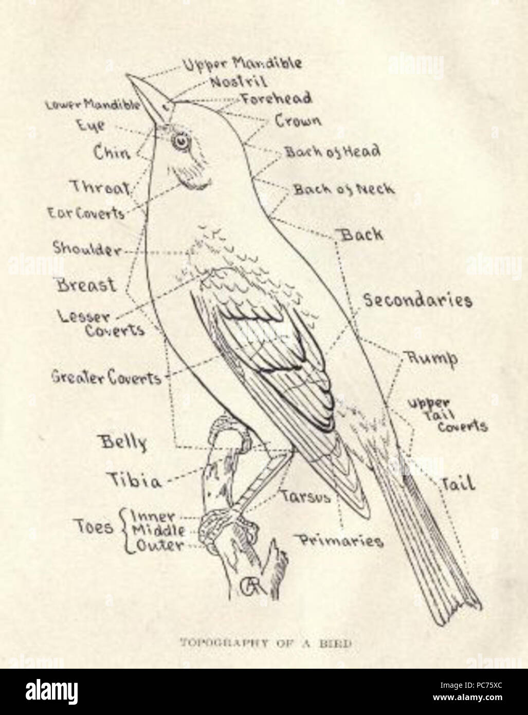 Bird anatomy drawing hi-res stock photography and images - Alamy