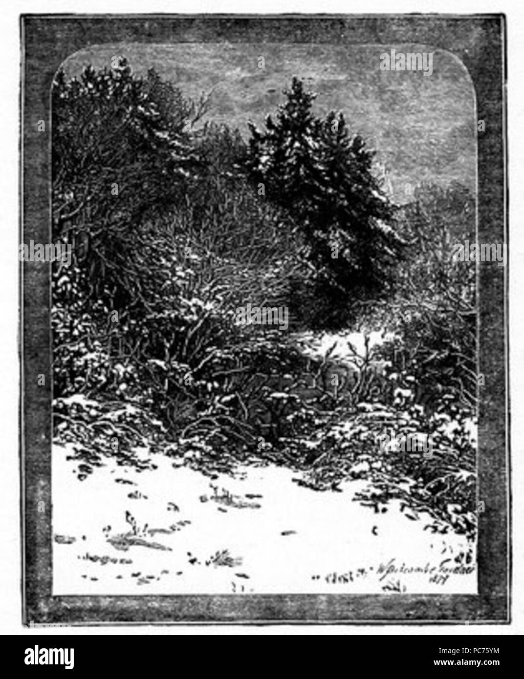 89 Trees in the Snow Stock Photo - Alamy