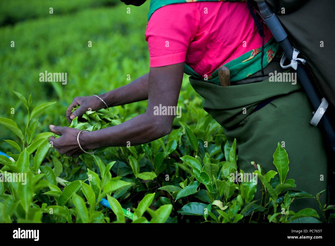 Sri Lanka Kandy Tea Estate High Resolution Stock Photography and Images ...