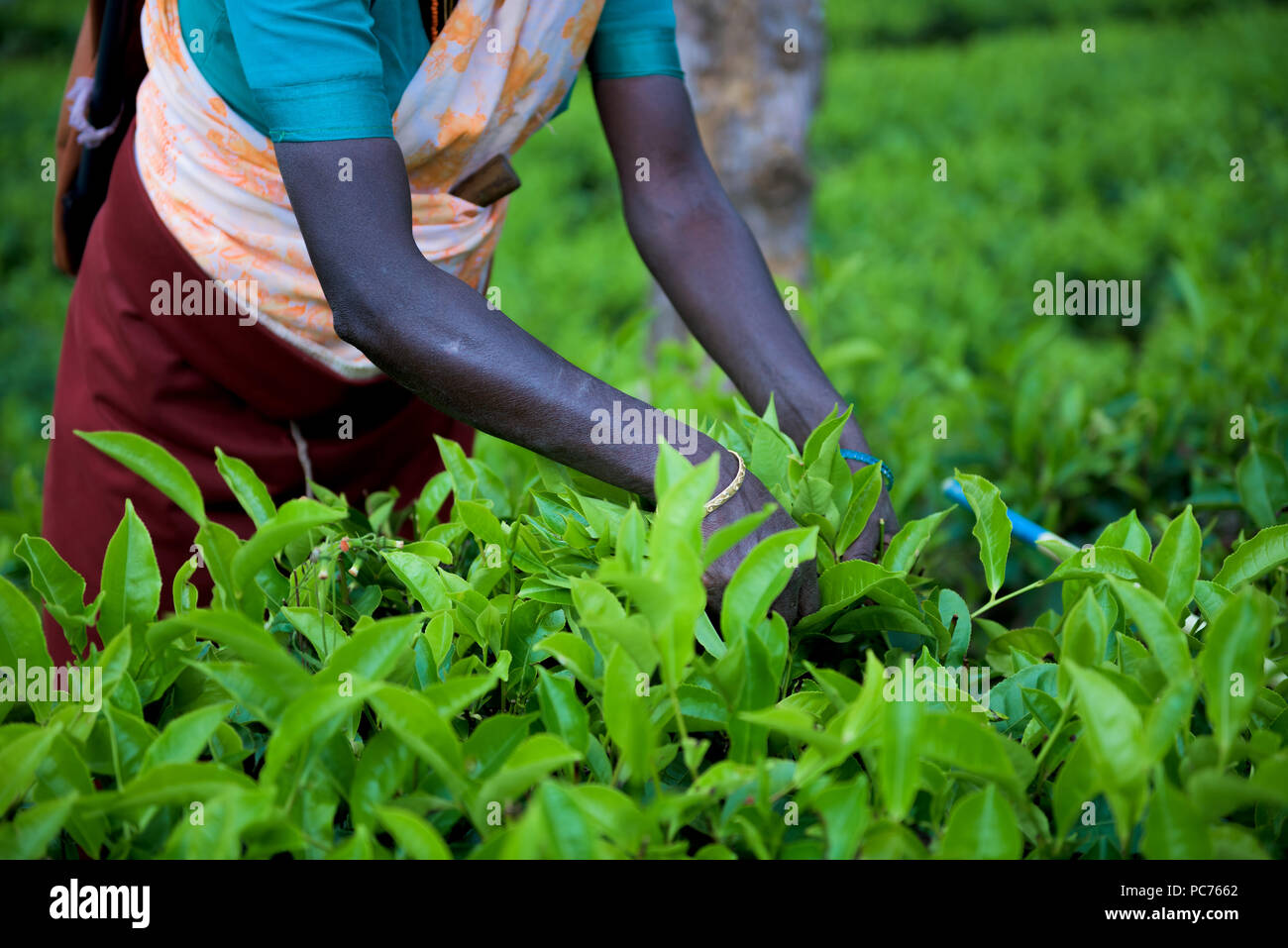Sri lanka kandy tea estate hi-res stock photography and images - Alamy