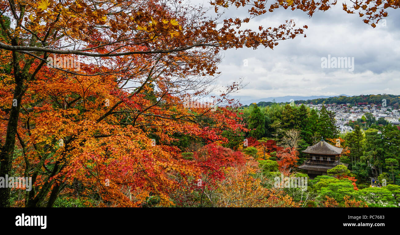 Autumn trees at ancient garden in Kyoto, Japan Stock Photo - Alamy