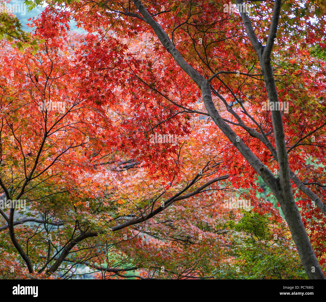 Autumn trees at ancient garden in Kyoto, Japan Stock Photo - Alamy