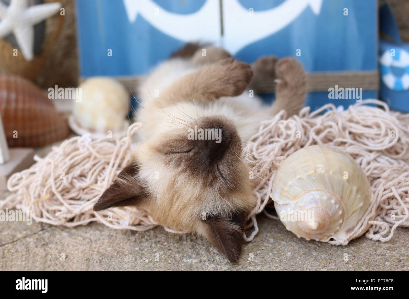 siamese Kitten, thai, 7 weeks old, lying on her back and sleeping Stock ...