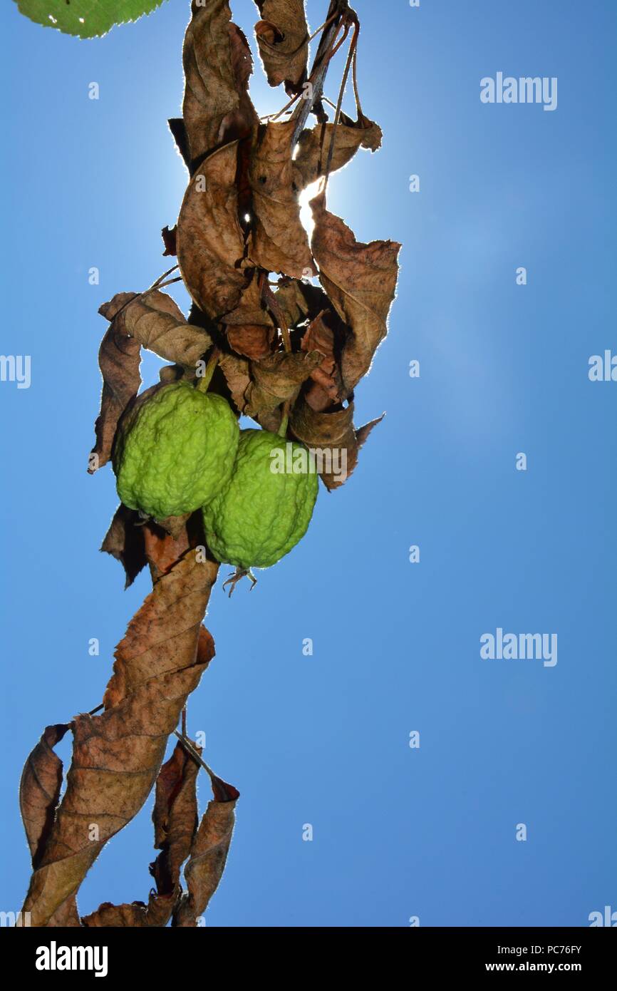 Withered apple hi-res stock photography and images - Alamy