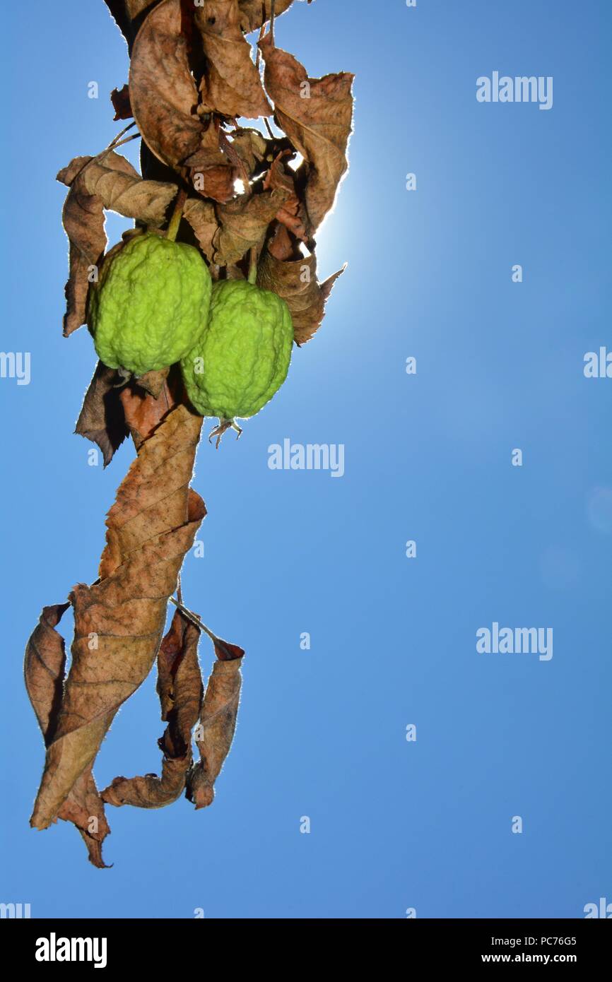 Two dried out apples with dry brown leaves in front of a blue sky with ...