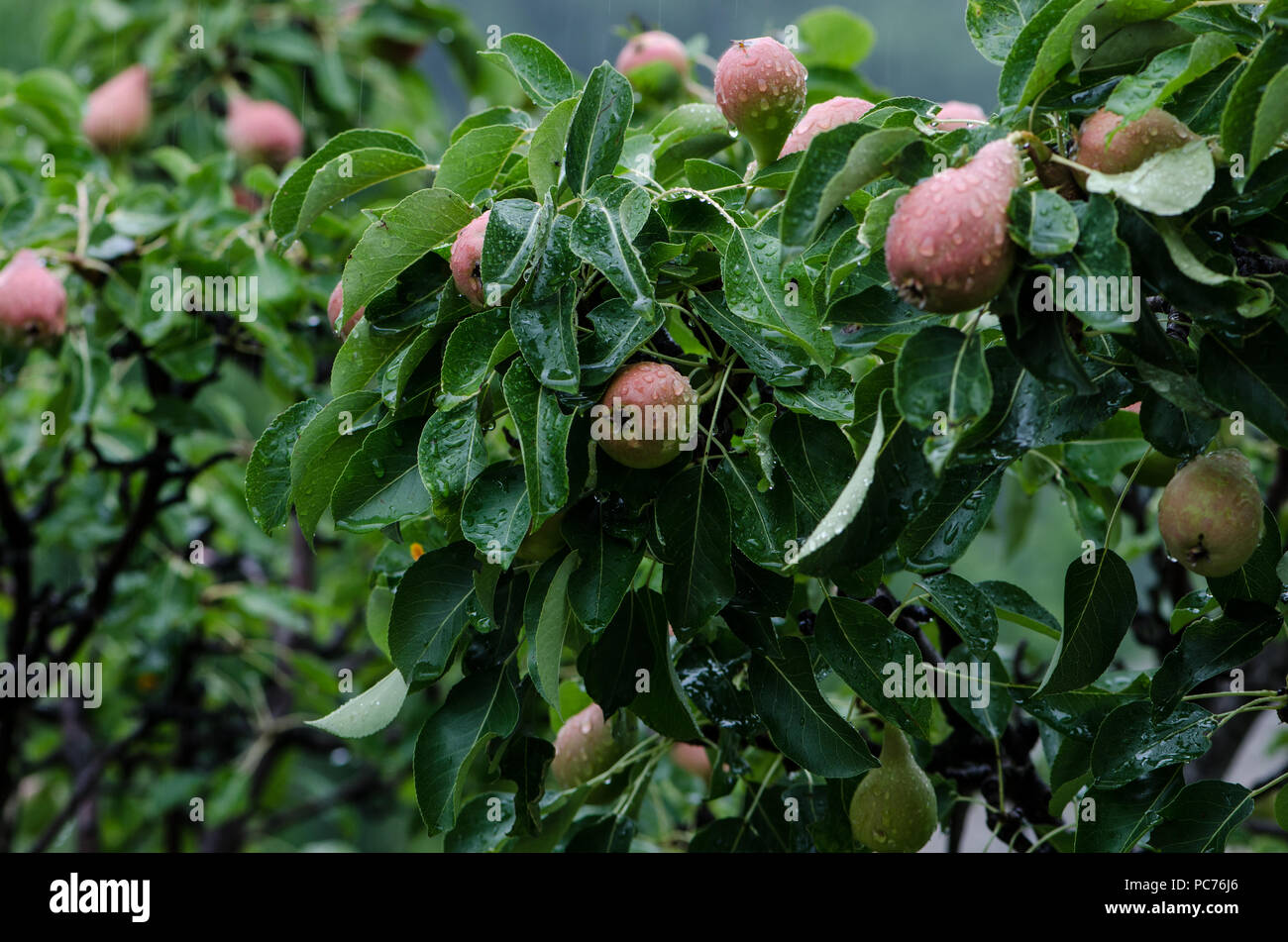 pears on a branch in the garden. pears ripen on the tree. pears in ...