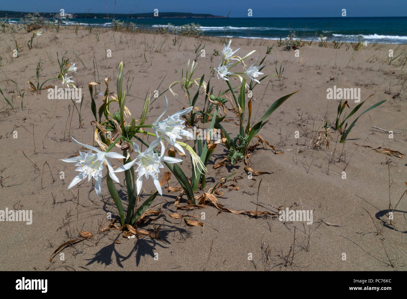 Sea daffodils or pancratium maritimums at the beach of The Turkey ...