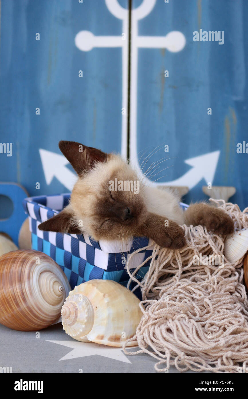 Siamese thai hi-res stock photography and images - Alamy