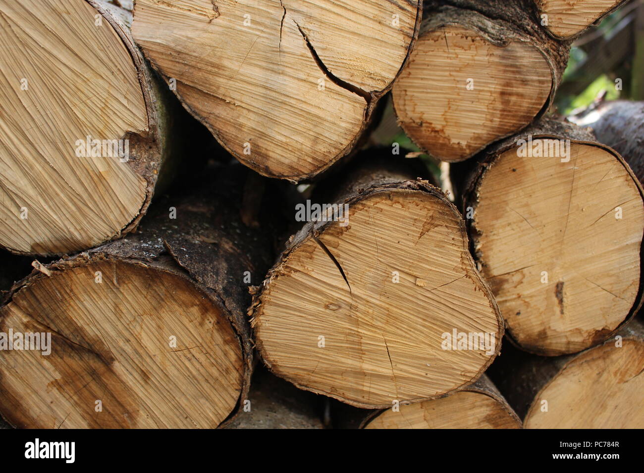 Log Pile Euc