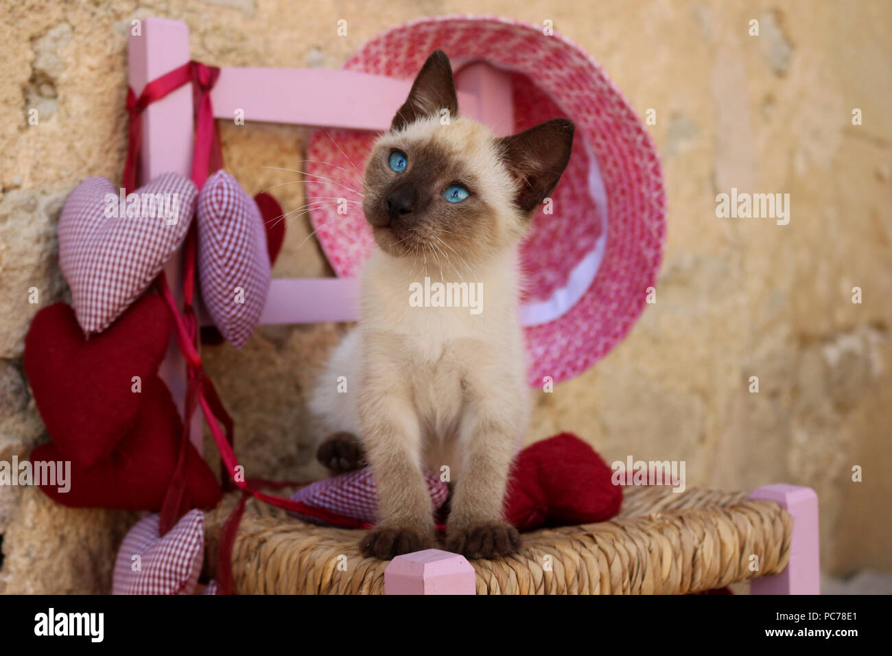 Cream point siamese cat High Resolution Stock Photography and Images ...