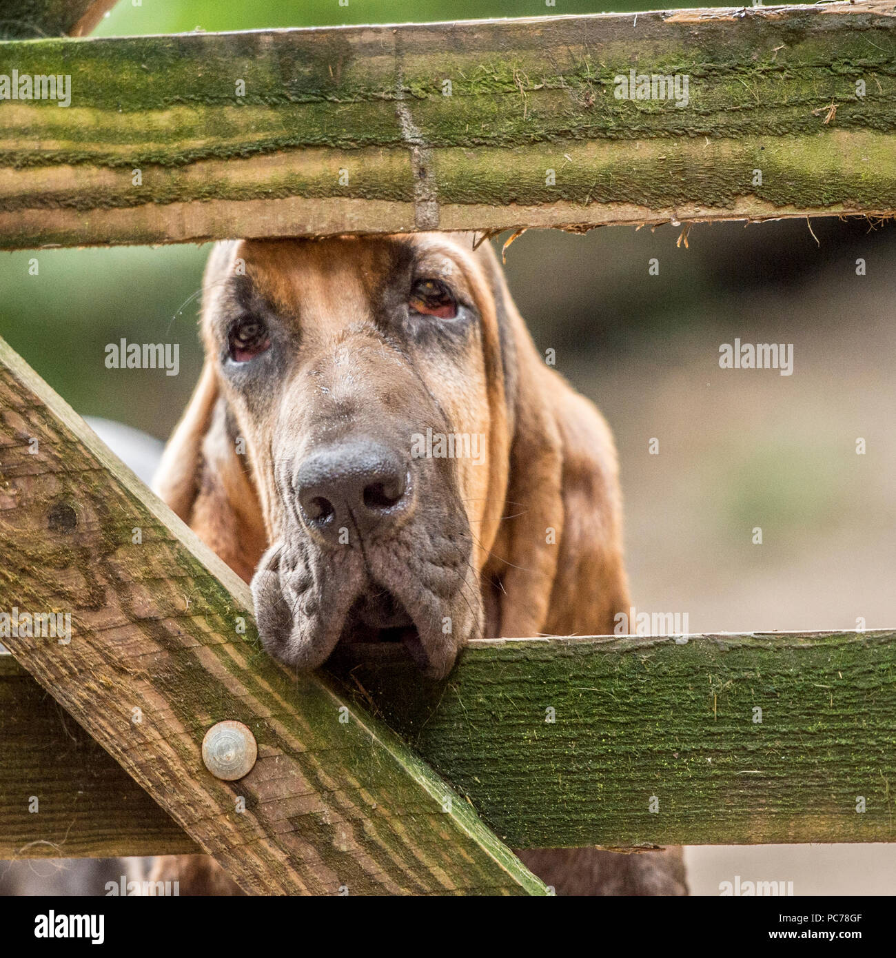 Puppy behind bars hi-res stock photography and images - Alamy