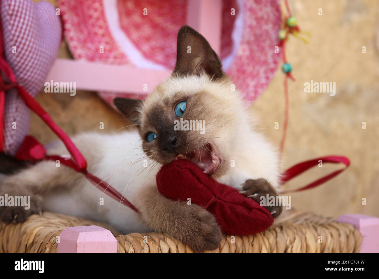 Siamese cat toy hi-res stock photography and images - Alamy