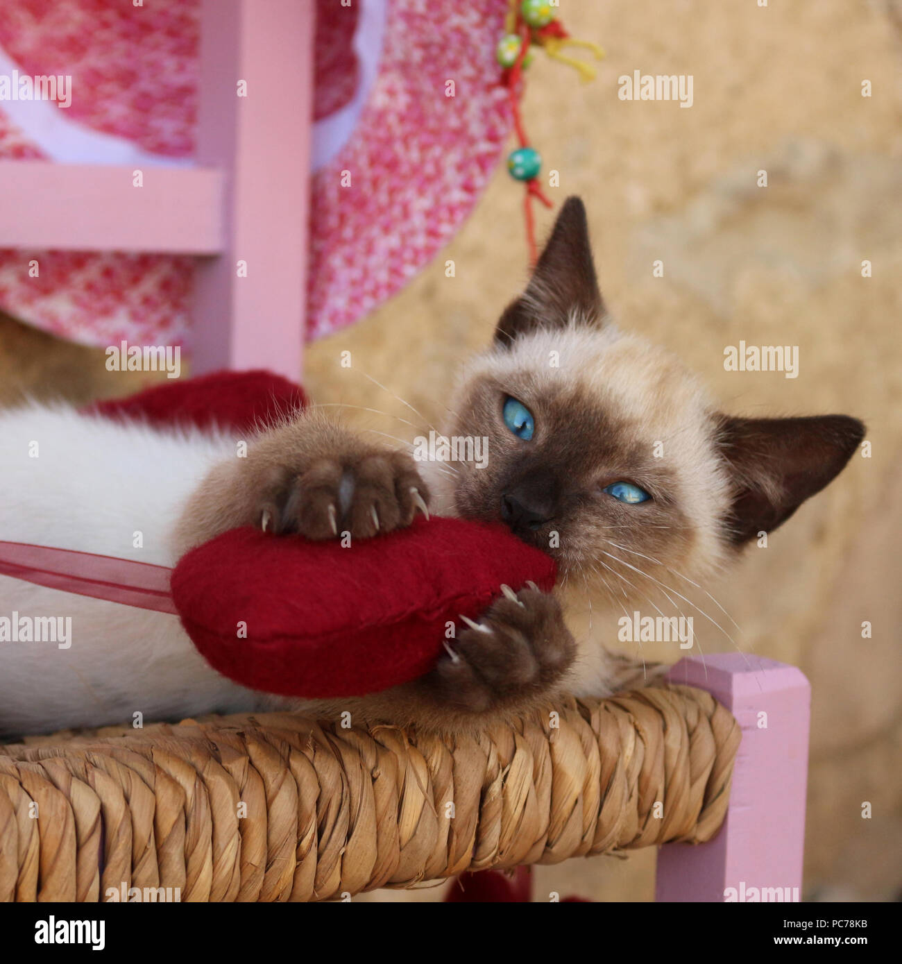 Siamese cat kitten hat hi-res stock photography and images - Alamy