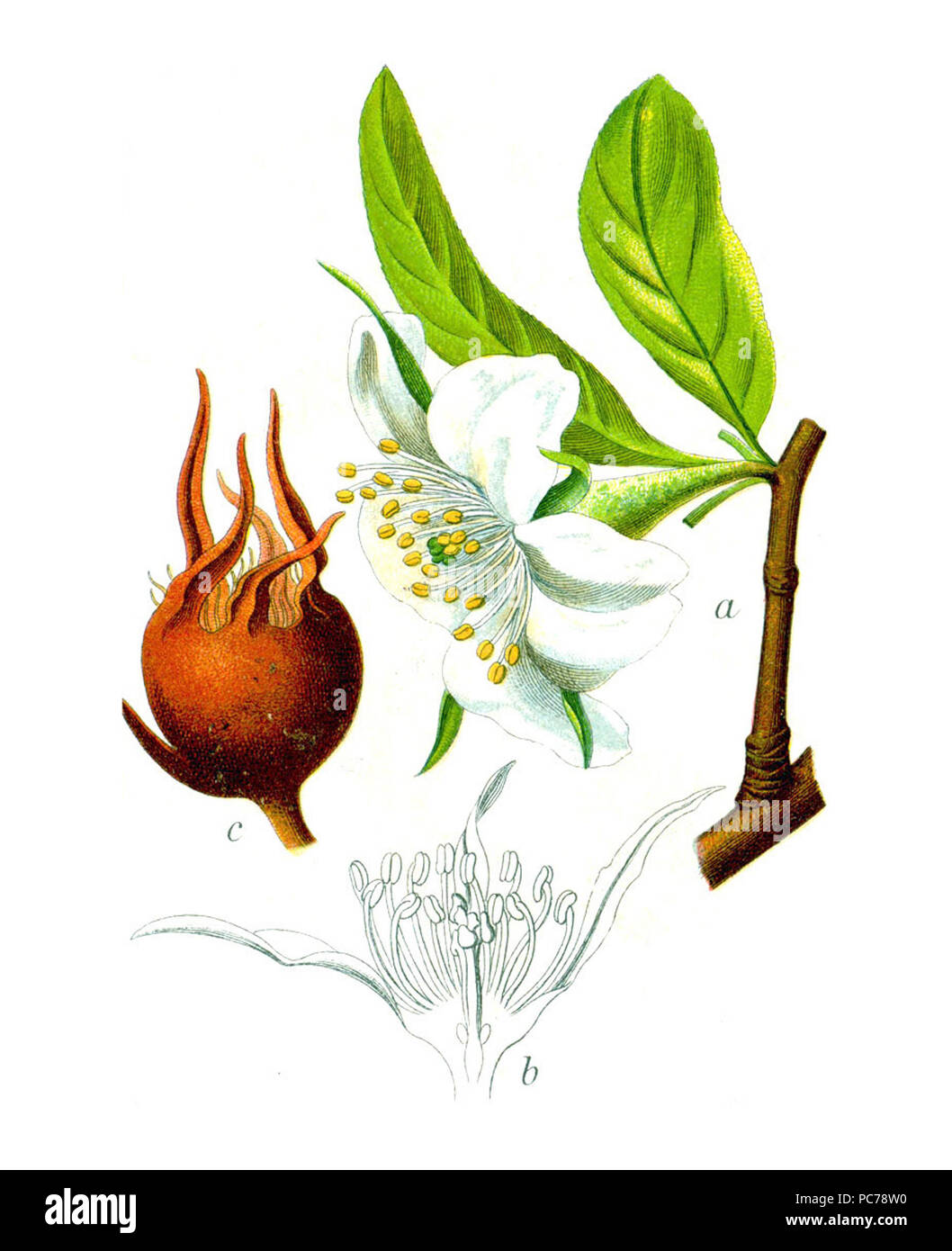 Fruit and leaves mespilus germanica hi-res stock photography and images ...