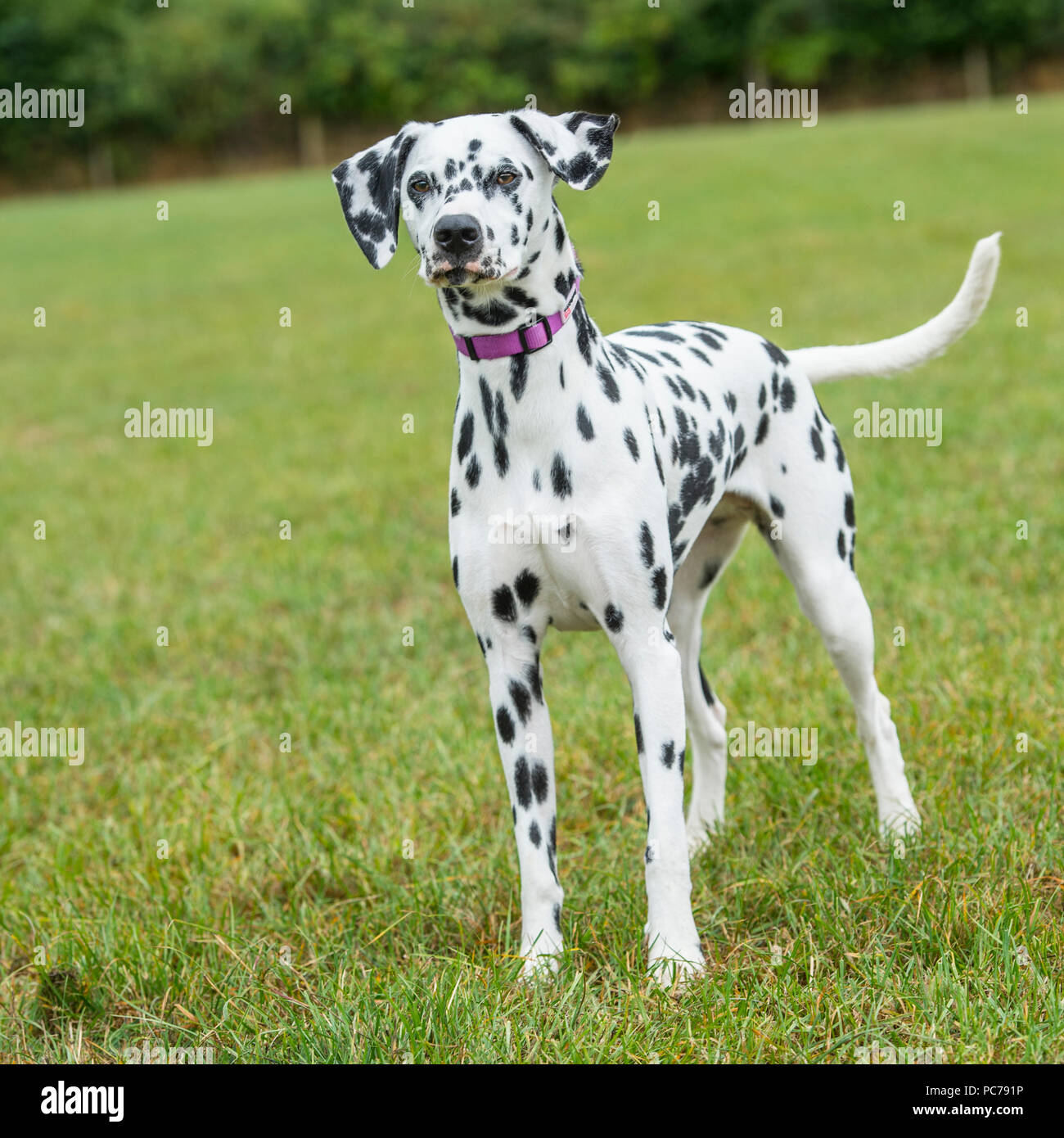 Dalmatian spots hi-res stock photography and images - Alamy