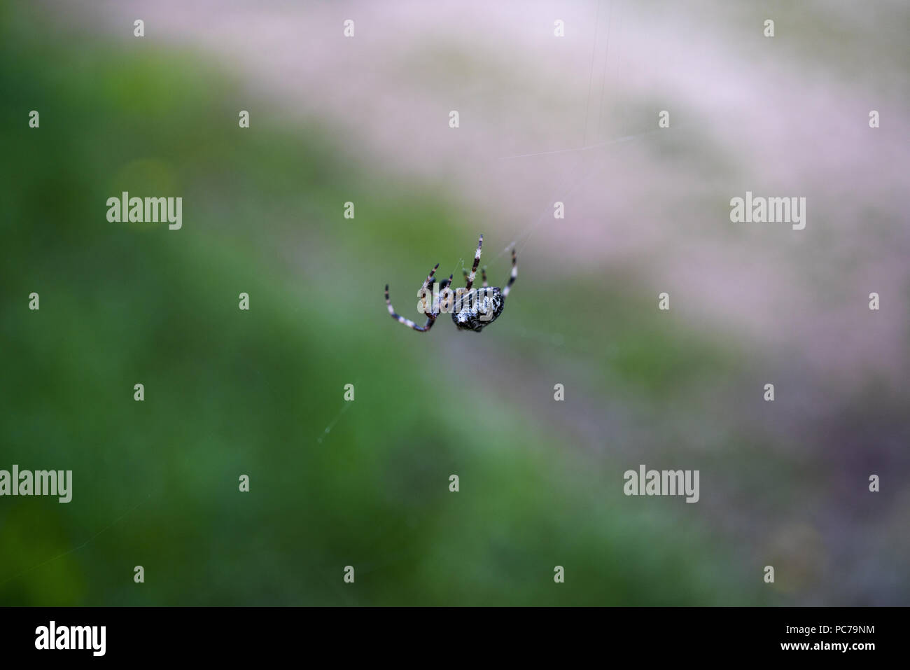 Corfu insect hi-res stock photography and images - Alamy