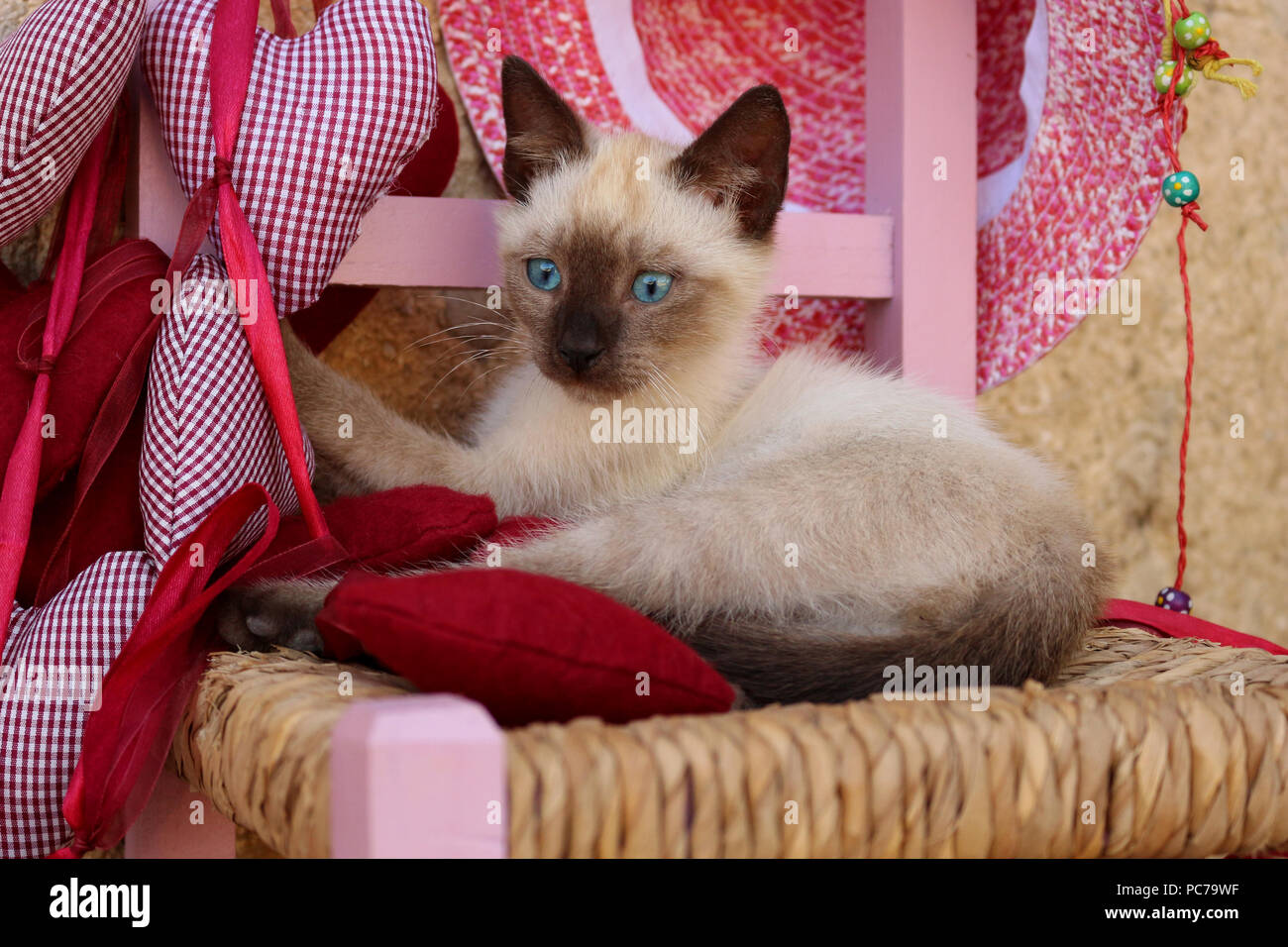 All siam thai hi-res stock photography and images - Alamy