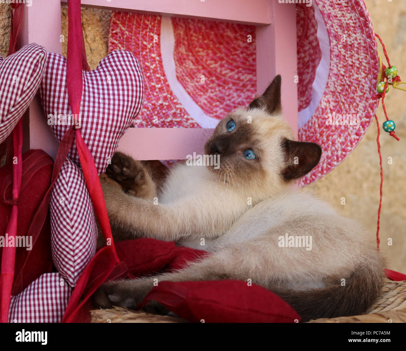 siamese Kitten, thai, 7 weeks old Stock Photo - Alamy