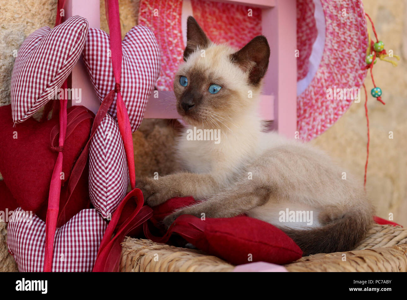 siamese Kitten, thai, 7 weeks old Stock Photo - Alamy