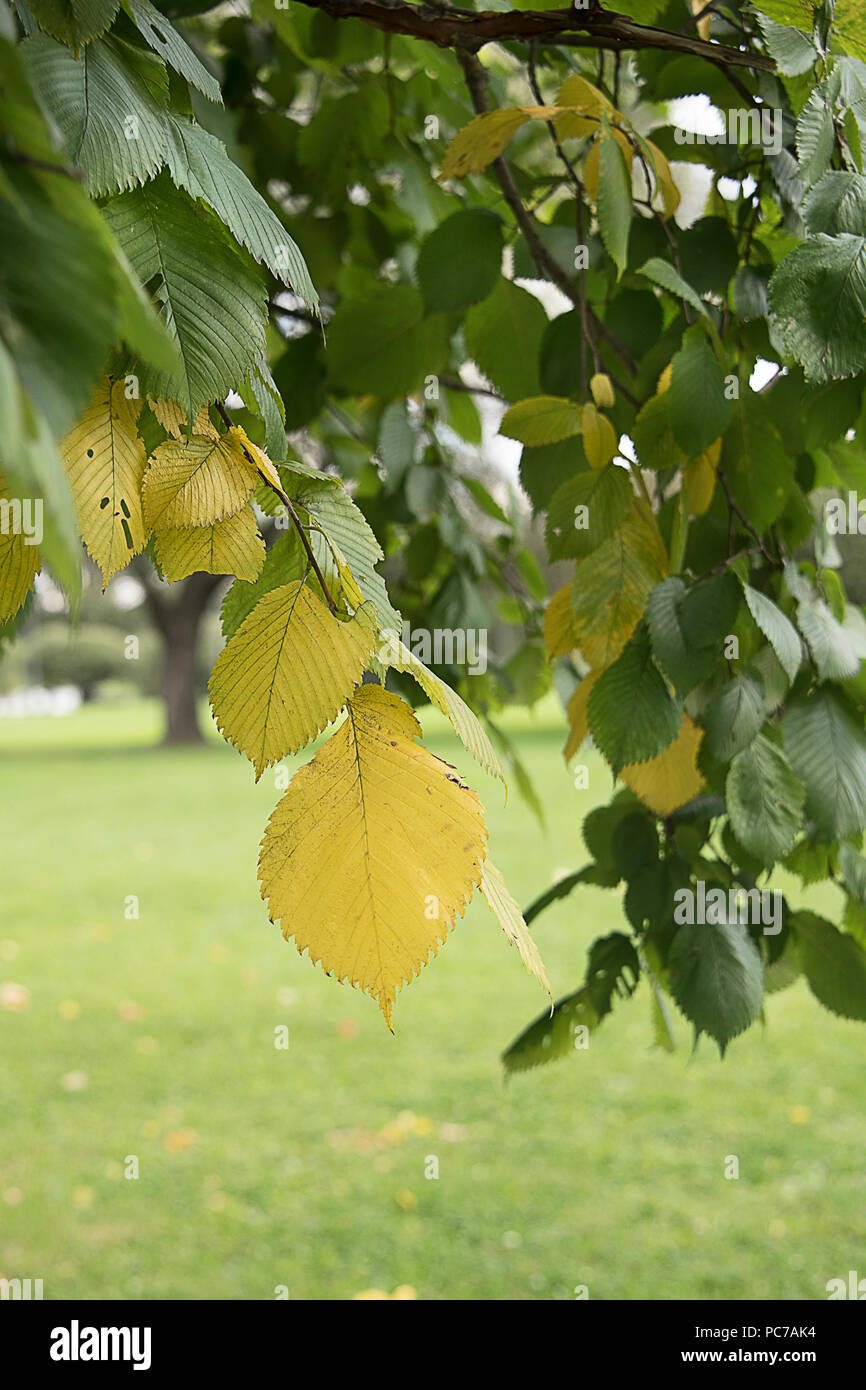 The first autumn leaves appear on trees Stock Photo - Alamy