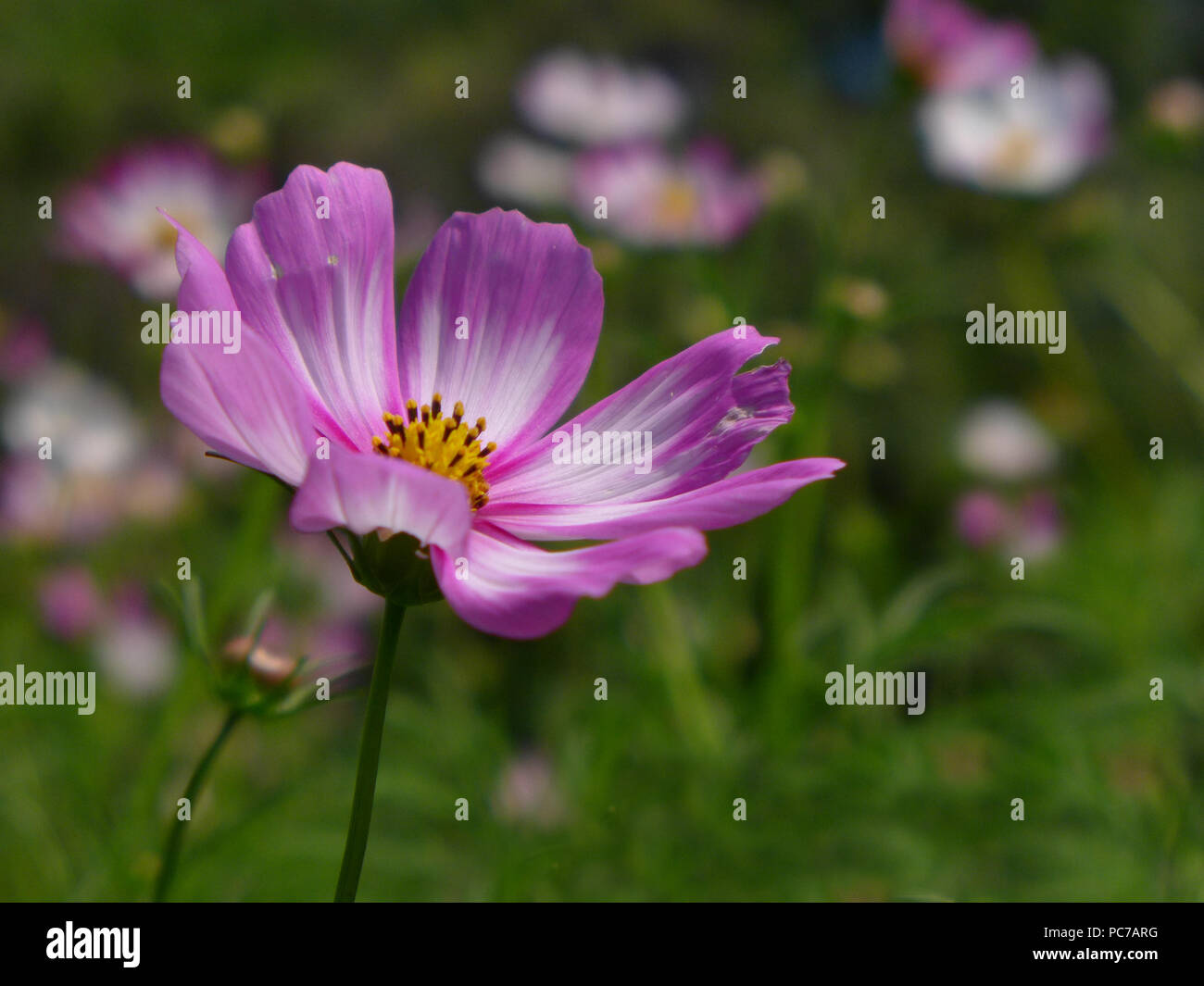 Soft focus cosmos bipinnatus hi-res stock photography and images - Alamy