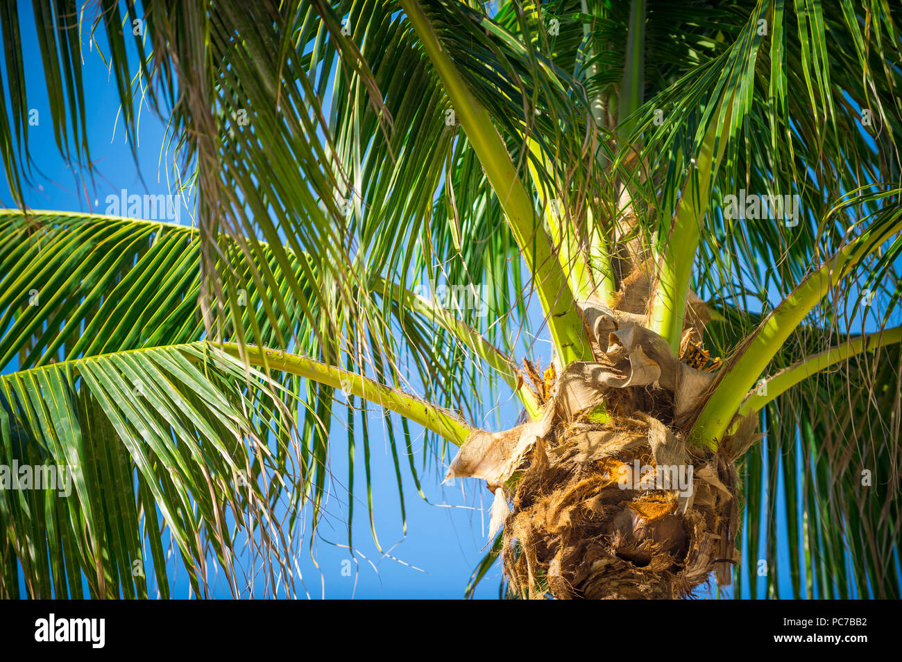 Close-up abstract shot of coconut palm tree fronds Stock Photo - Alamy