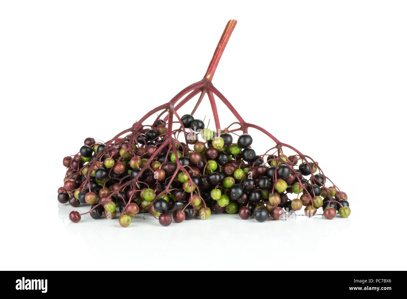 Lot of whole fresh european black elderberry branch without leaves ...