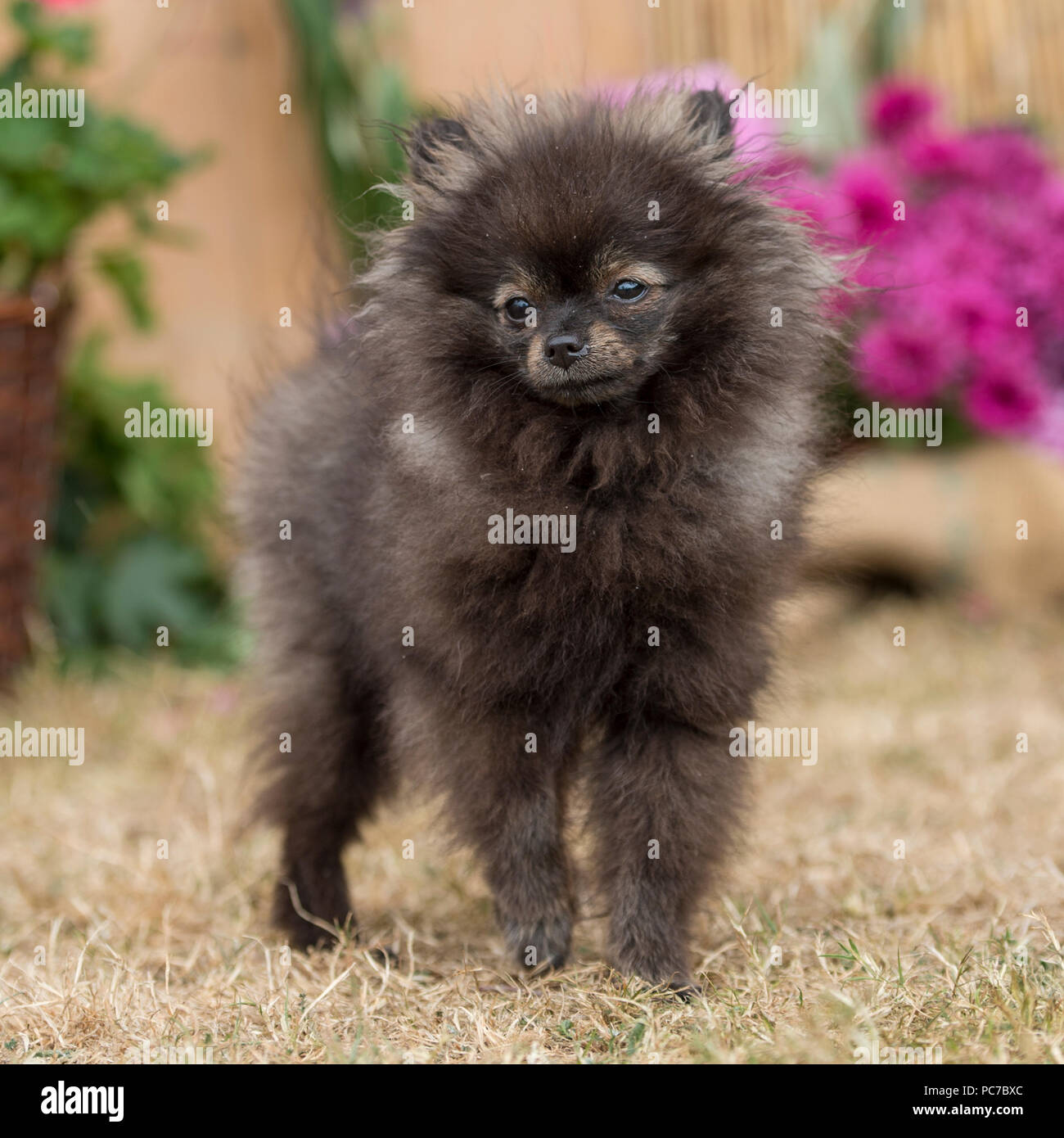 Pomeranian puppy hi-res stock photography and images - Alamy