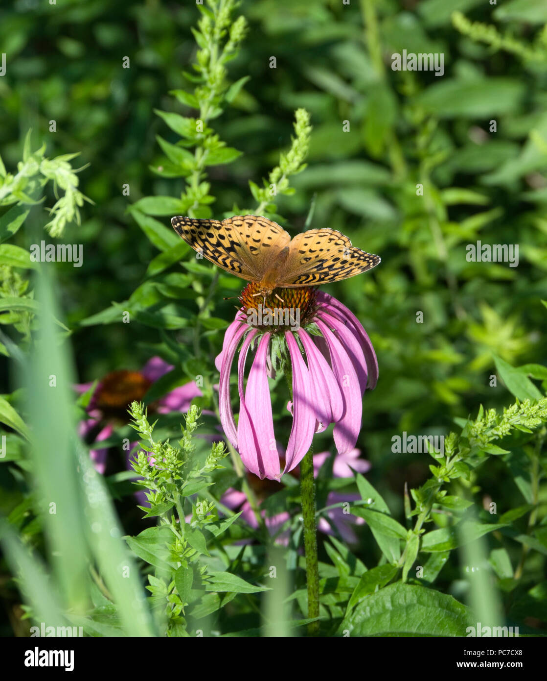 Great Spangled Fritillary Butterfly, Speyeria cybele, on Purple ...