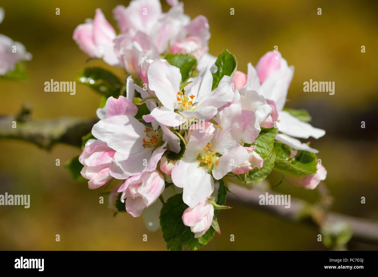 Apple alderman hi-res stock photography and images - Alamy