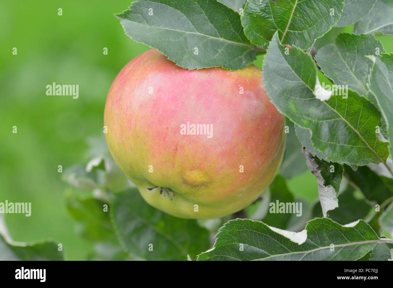 Annie elizabeth apple tree hi-res stock photography and images - Alamy