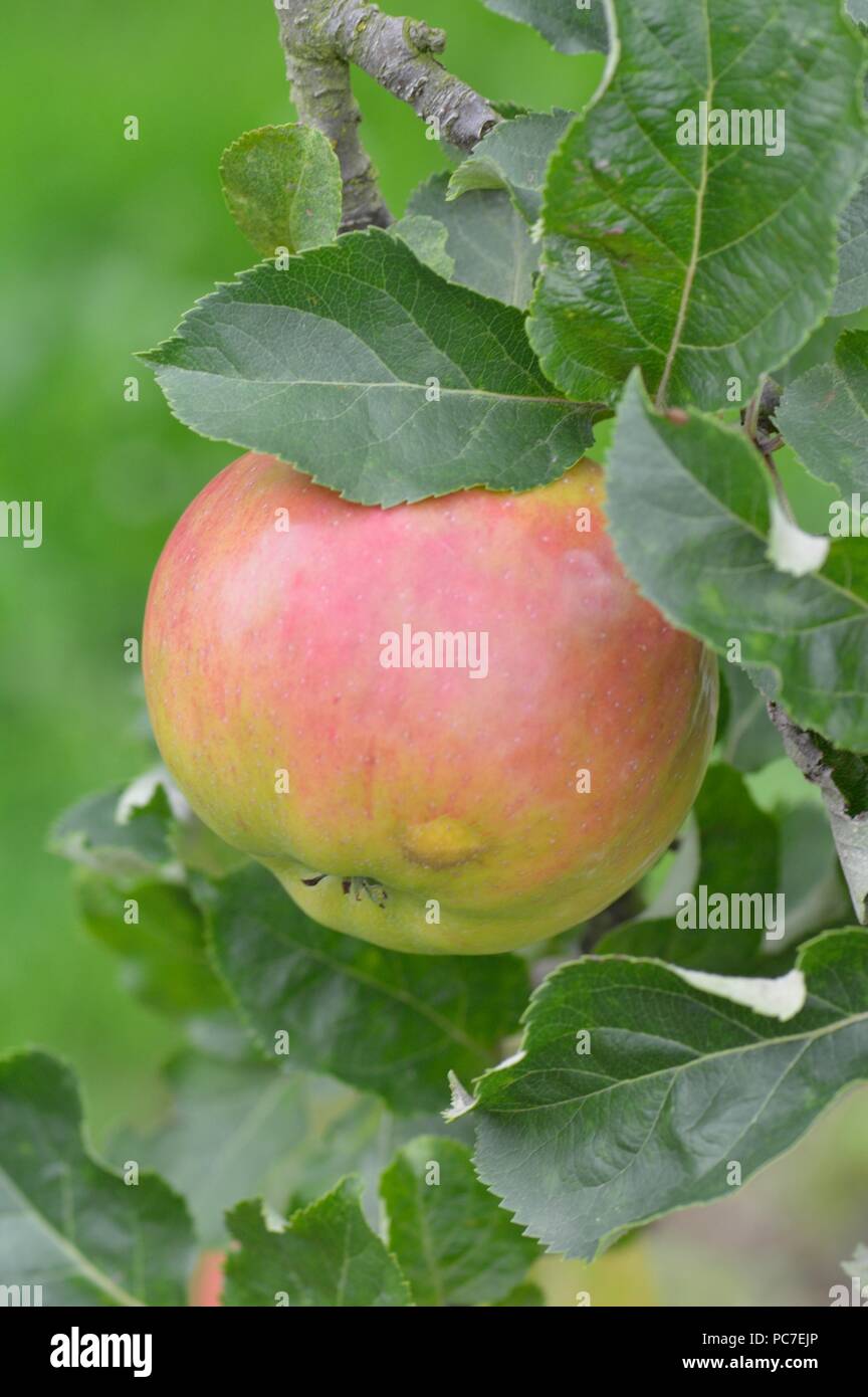 Apple Annie Elizabeth Stock Photo - Alamy