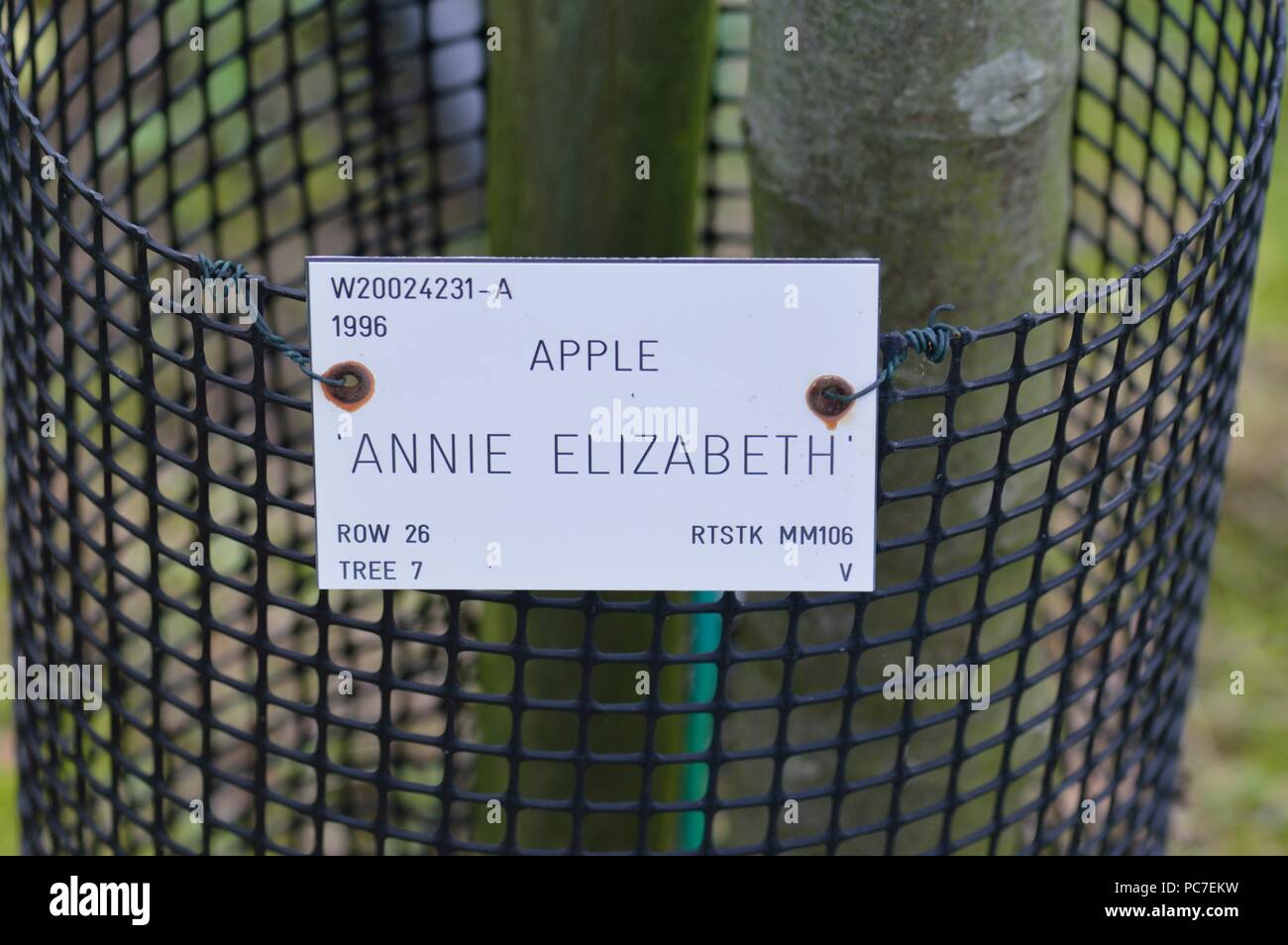 Apple Annie Elizabeth Stock Photo - Alamy