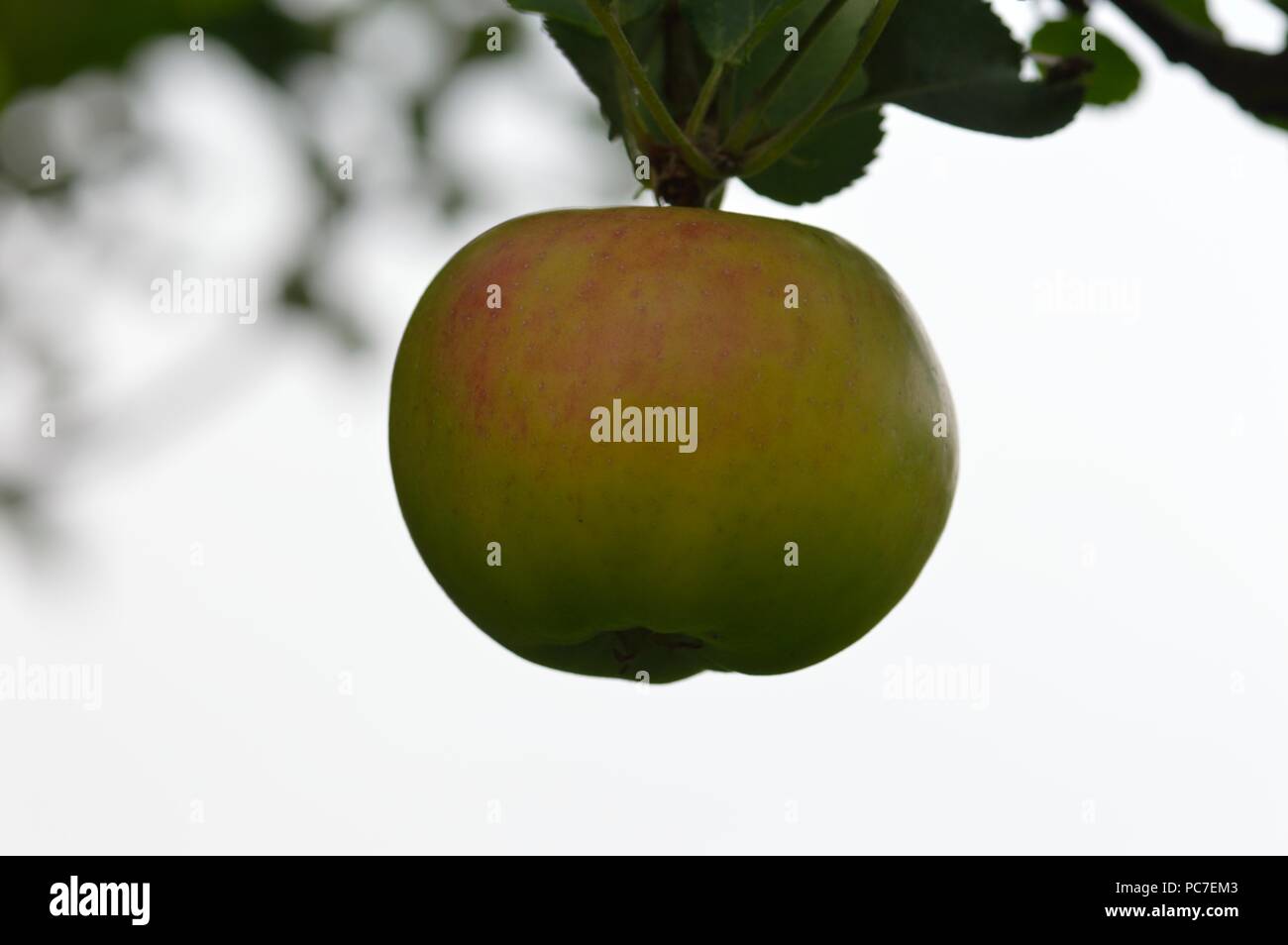 Apple Annie Elizabeth Stock Photo - Alamy