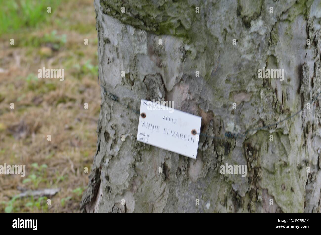 Apple Annie Elizabeth Stock Photo - Alamy