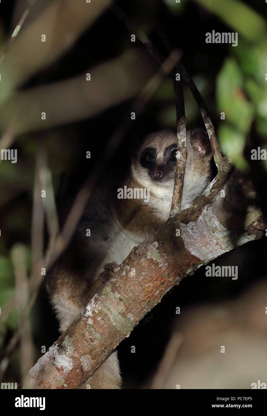 Crossleys dwarf lemur hi-res stock photography and images - Alamy