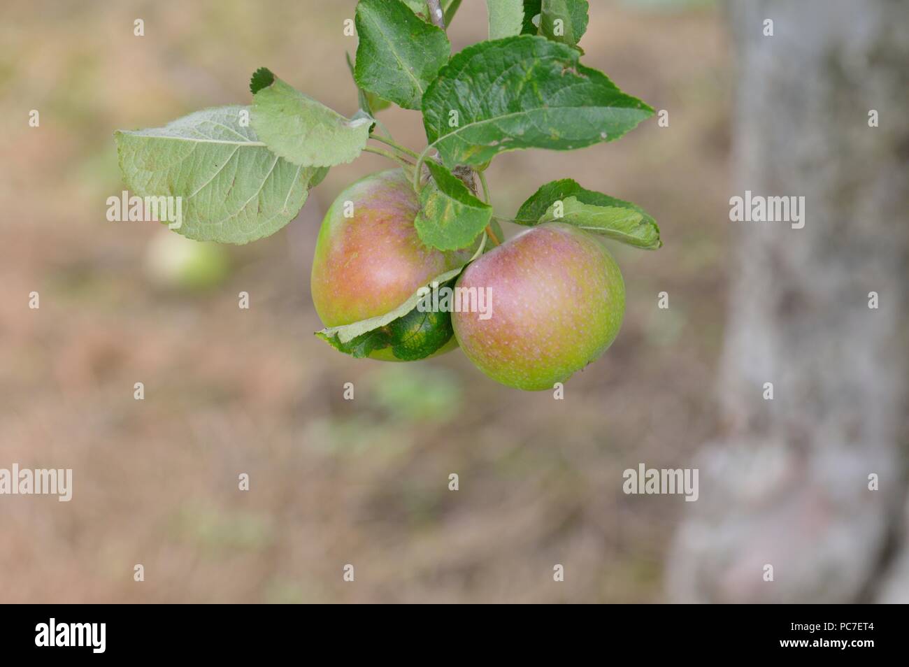 Apple Ballarat Seedling Stock Photo - Alamy