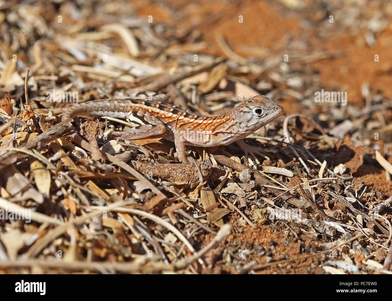 Three eyed lizard chalarodon madagascariensis hi-res stock photography ...