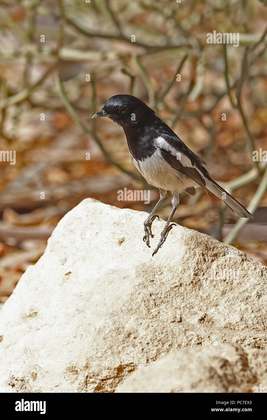 Copsychus albospecularis pica hi-res stock photography and images - Alamy