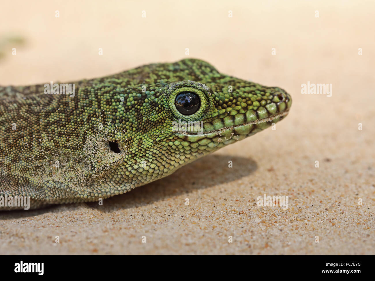 Standing's Day Gecko (Phelsuma standingi) close up of adult, Madagascan ...