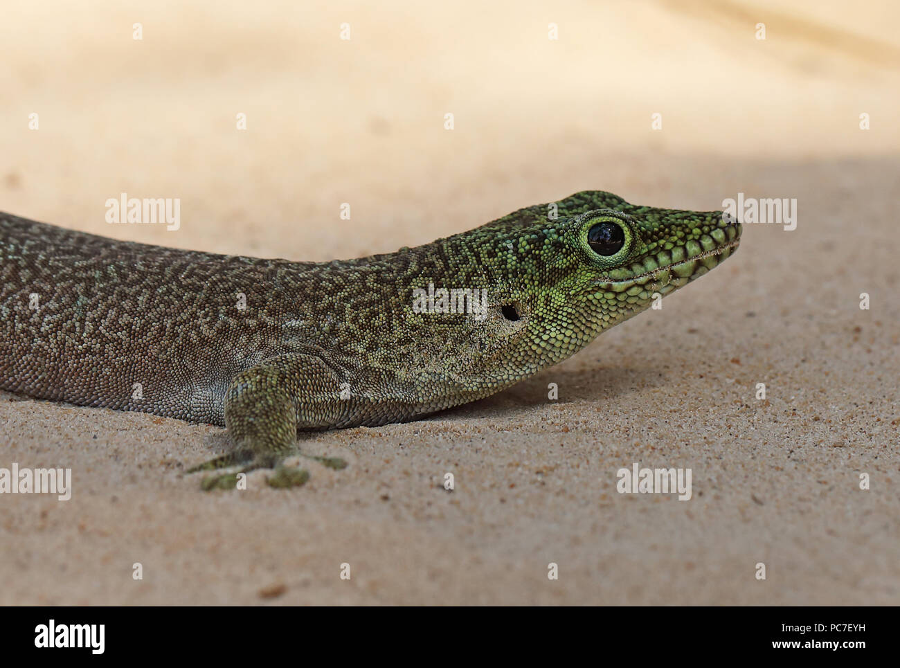 Standing's Day Gecko (Phelsuma standingi) close up of adult, Madagascan ...